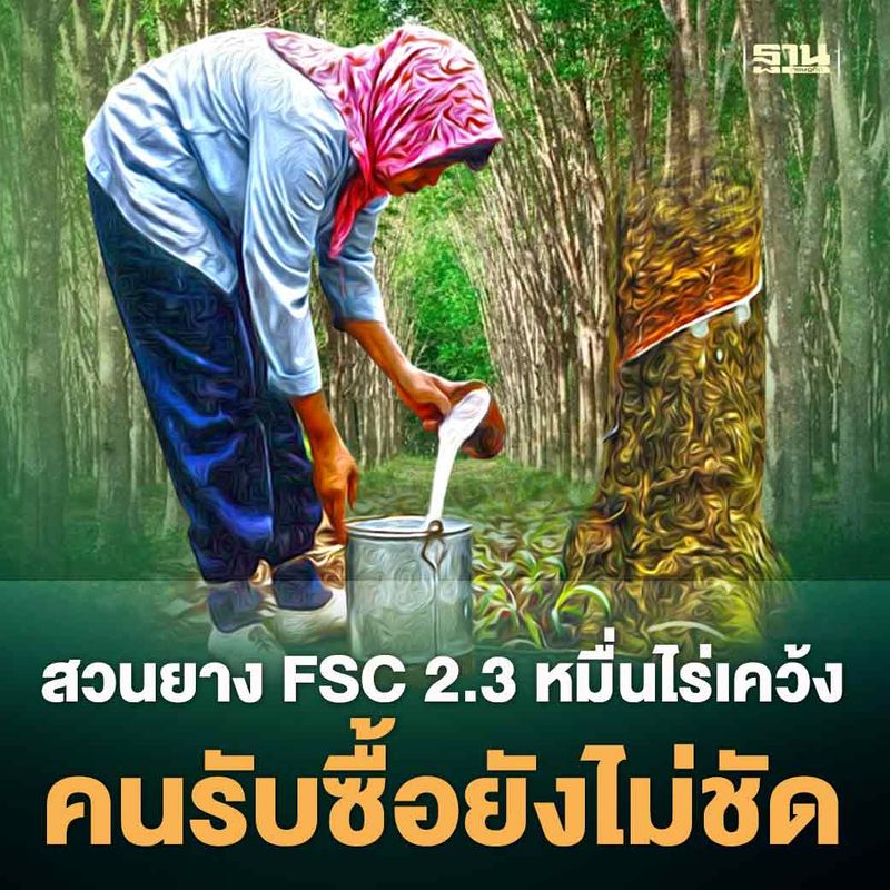 [ฐานเศรษฐกิจ_Thansettakij] สวนยาง FSC 2.3 หมื่นไร่เคว้ง ขอค่าทำ 6 บาท/กก. คนรับซื้อยังไม่ชัด สวน ...