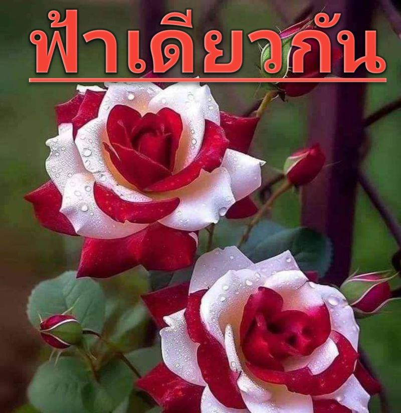 [Salit Lifestyle.] ฟ้าเดียวกัน... ได้อะไรสงครามยามเหี้ยมโหด