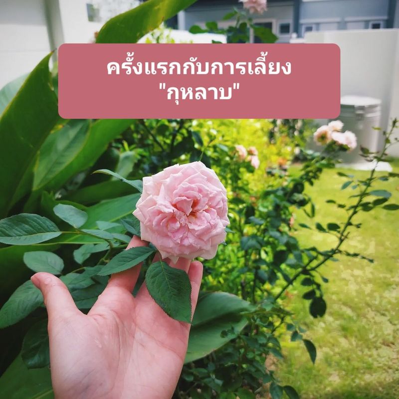 [Mook Pornsawan] จากแคคตัส ลองมาหัดปลูก "กุหลาบ" 🌹 บทความนี้ไม่ใช่กูรูมาแนะนำการเลี้ยงกุหลาบใดใด ...