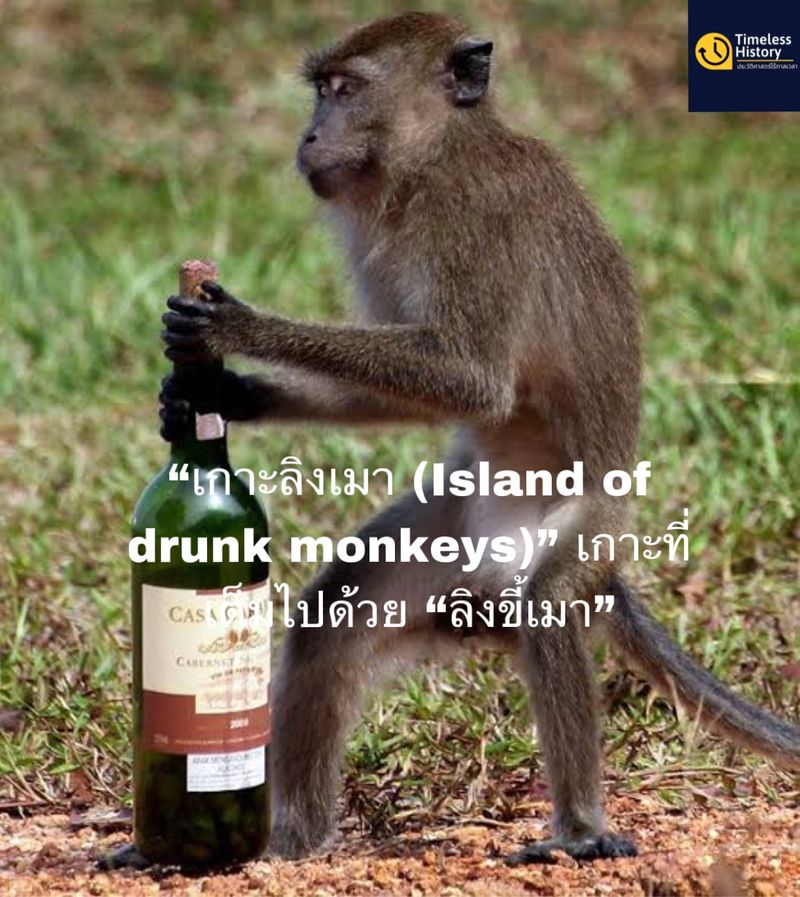 [Timeless History (ประวัติศาสตร์ไร้กาลเวลา)] “เกาะลิงเมา (Island of drunk monkeys)” เกาะที่เต็ม ...