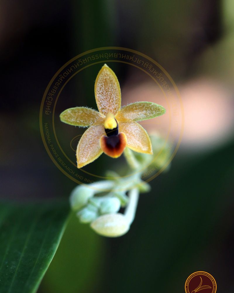 [กรมอุทยานแห่งชาติ สัตว์ป่า และพันธุ์พืช] "เอื้องตาลหิน" กล้วยไม้ที่ถูก ...