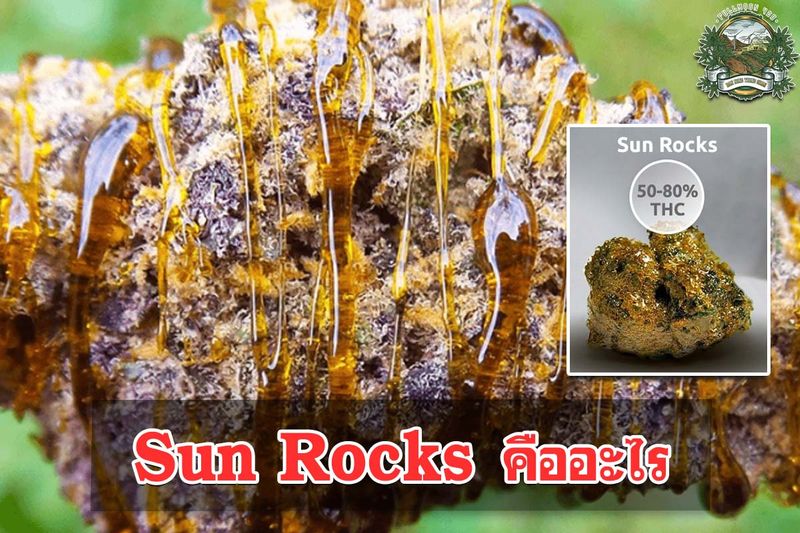 [บ้านหนองทองจันทร์ฟาร์ม] Sun Rocks คืออะไร☀️🍁 🧐เราได้รู้จักกับ Moon ...