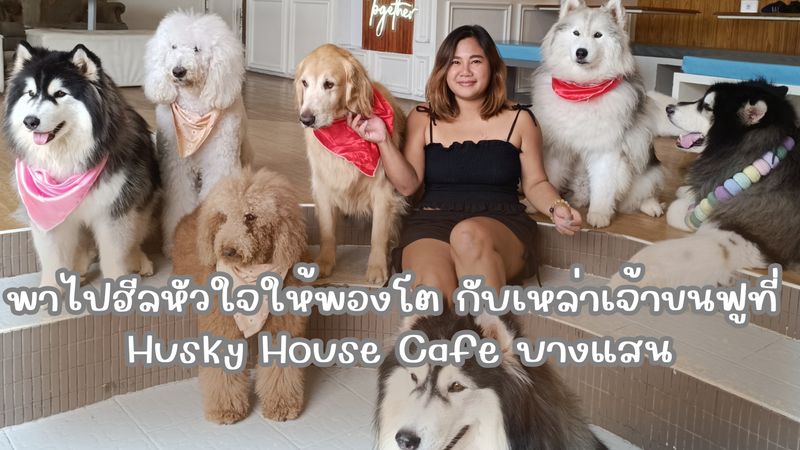 [จูงมือไป] พาไปฮีลหัวใจให้พองโต กับเหล่าเจ้าขนฟูที่ Husky House Cafe ...