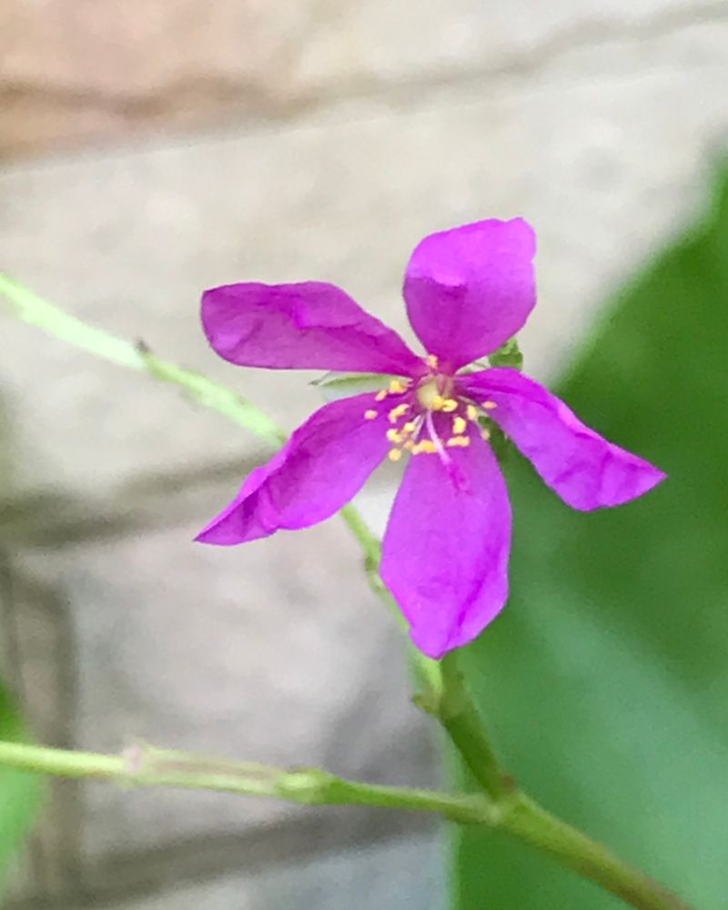 [Naturally Talk] ความงามเล็กๆที่ปลายสายตา ชื่อสมุนไพร : โสมไทย Talinum ...