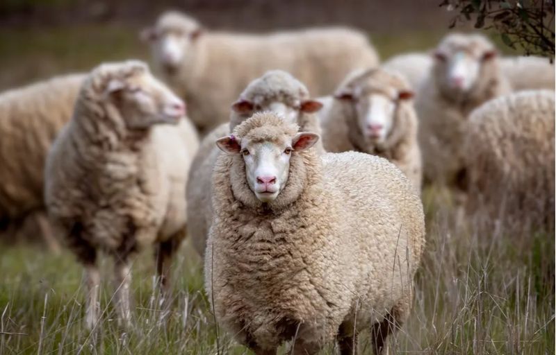 [Antfield] แกะเกิน!! เมื่อเกษตรกรออสเตรเลียประสบปัญหาแกะล้นตลาด อีก ...