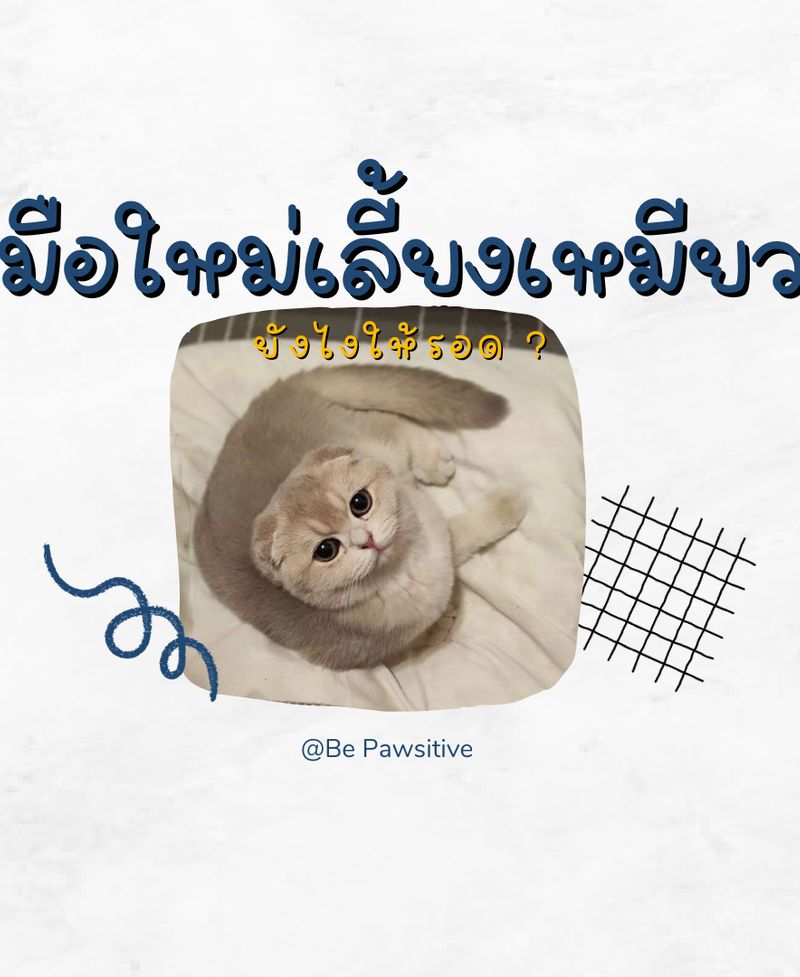 [Be Pawsitive] มือใหม่เลี้ยงเหมียวยังไงให้รอด ? สมัยนี้การเลี้ยงสัตว์ ...