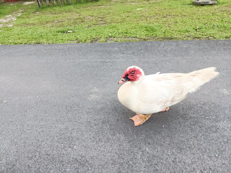 [Bencomet] พลังแห่งเป็ด แต่เป็นสัตว์ มีปีกชนิดนึง ที่มี ปีก และ ว่ายน้ำได้