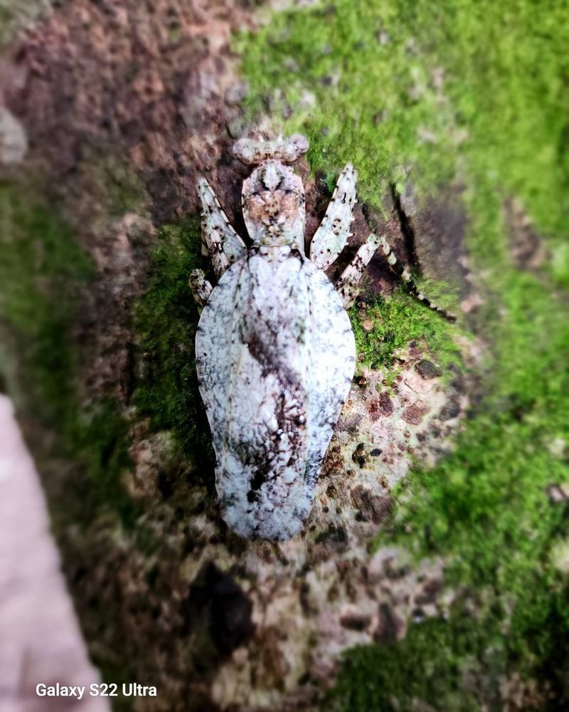 [กรมอุทยานแห่งชาติ สัตว์ป่า และพันธุ์พืช] ตั๊กแตนเปลือกไม้สันหลังแผ่น ...