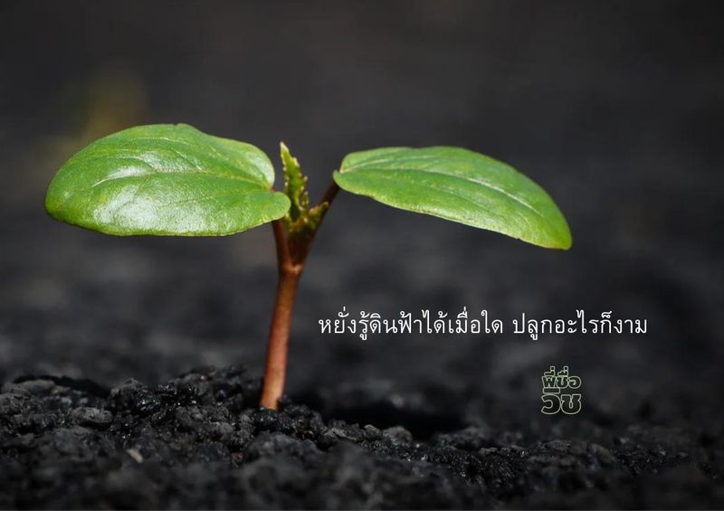 [พี่ชื่อวิช] หยั่งรู้ดินฟ้าได้เมื่อใด ปลูกอะไรก็งาม การเจริญเติบโตของ ...