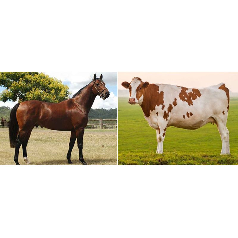 [กระจกหกด้าน บานใหม่] คนเริ่มแก่ (Yold) ภาคพิเศษ 🐎 ม้าอารี 🐂