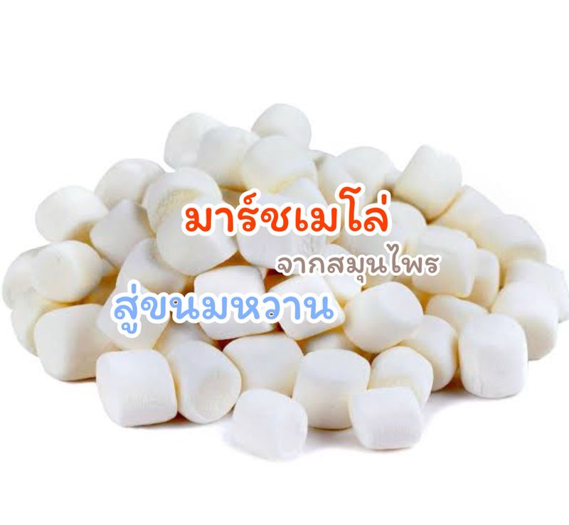 [เพราะทุกอย่างมีเรื่องราว] มาร์ชเมโล่ จากพืชสมุนไพร กลายเป็นขนมหวานยอด ...