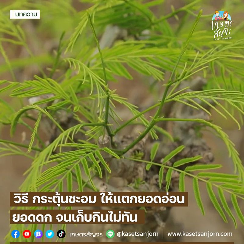 [เกษตรสัญจร] วิธีกระตุ้นชะอม ให้แตกยอดอ่อน ยอดดก จนเก็บกินไม่ทัน