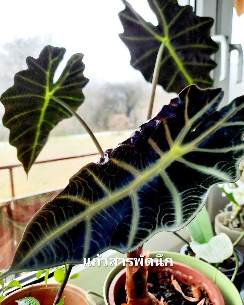 [LGBTQ A Novel. และงานเขียนทั่วไป @lelalavendell] มีเดะ แปลว่ามีอยู่>ของสิ่งนี้เราก็มีกะเขาอยู่ ...