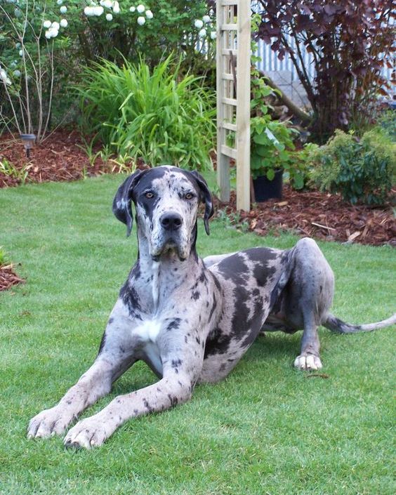 [POYI NEW] เกรทเดน (Great Dane) เกรตเดน (อังกฤษ: Great Dane หรือ German ...