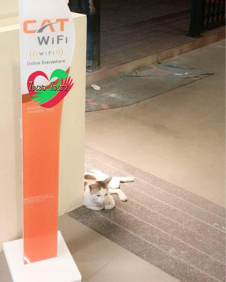 [ใจเขา ใจเรา] #CAT_WiFi_อินเตอร์เน็ตแมวเหมียว!😸😁