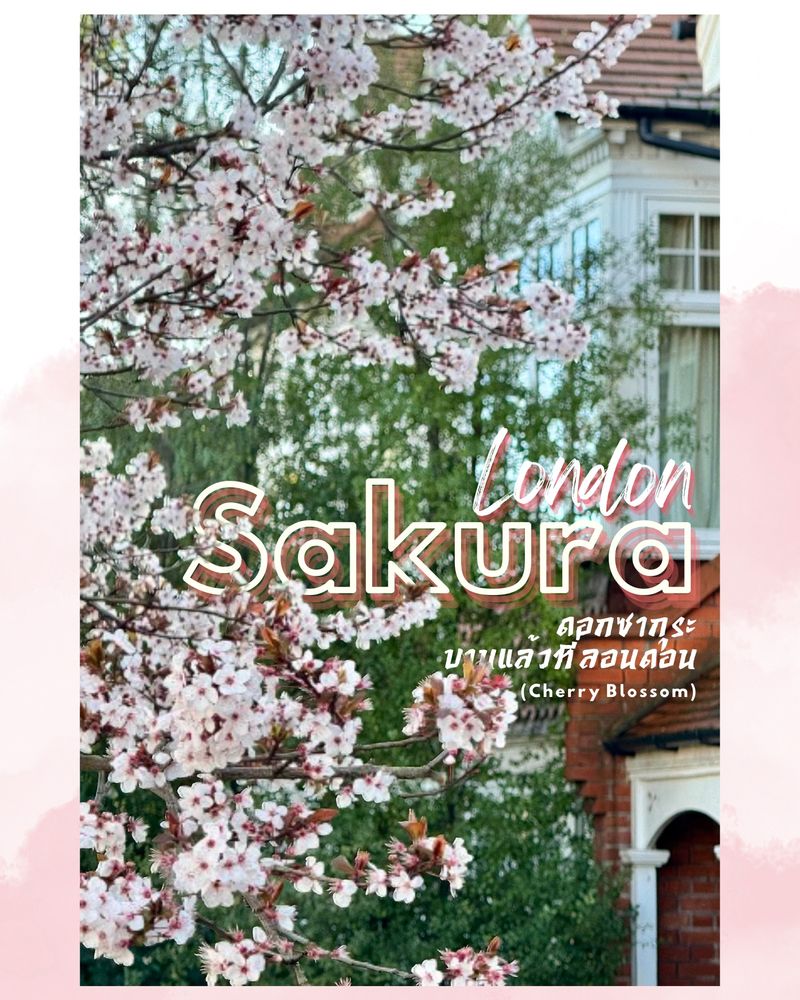 [เที่ยวยุโรปไปตามอารมณ์] 🌸London Sakura คุณเคยเห็นกันมั้ย 🌸ดอกซากุระ ...