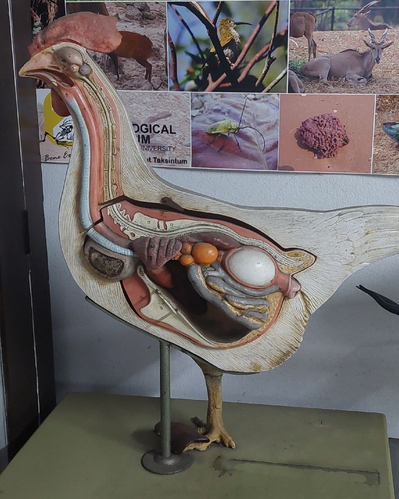 [ให้การศึกษานำพาชีวิต ชีวะวันนี้] ขบวนการผลิตไข่ไก่ Drawing of a hen's ...