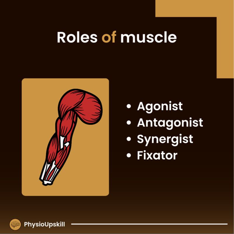 [Physioupskill] ## Episode12 : Roles of muscles …หน้าที่ของกล้ามเนื้อ ...