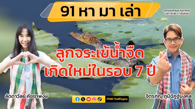 [FM91 Trafficpro] ลูกจระเข้น้ำจืดเกิดใหม่ในรอบ 7 ปี : 91 หา มา เล่า