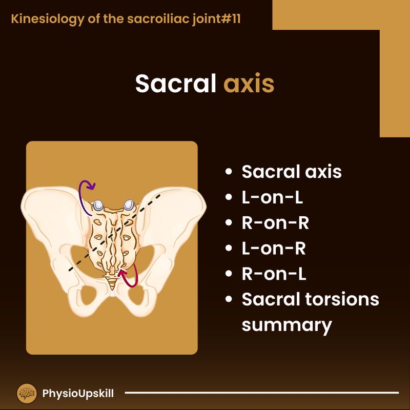 [Physioupskill] ## Episode66: Kinesiology of Sacroiliac joint#11 Sacral ...