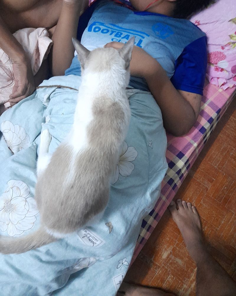 [Charifkub] Shoper Cat