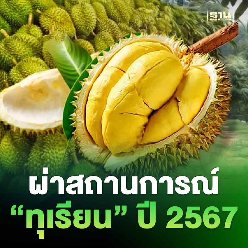 [ฐานเศรษฐกิจ_Thansettakij] ผ่าสถานการณ์ "ทุเรียน" ปี 2567 จับตา พ.ค. ผลผลิตออกตลาด สถานการณ์ ...