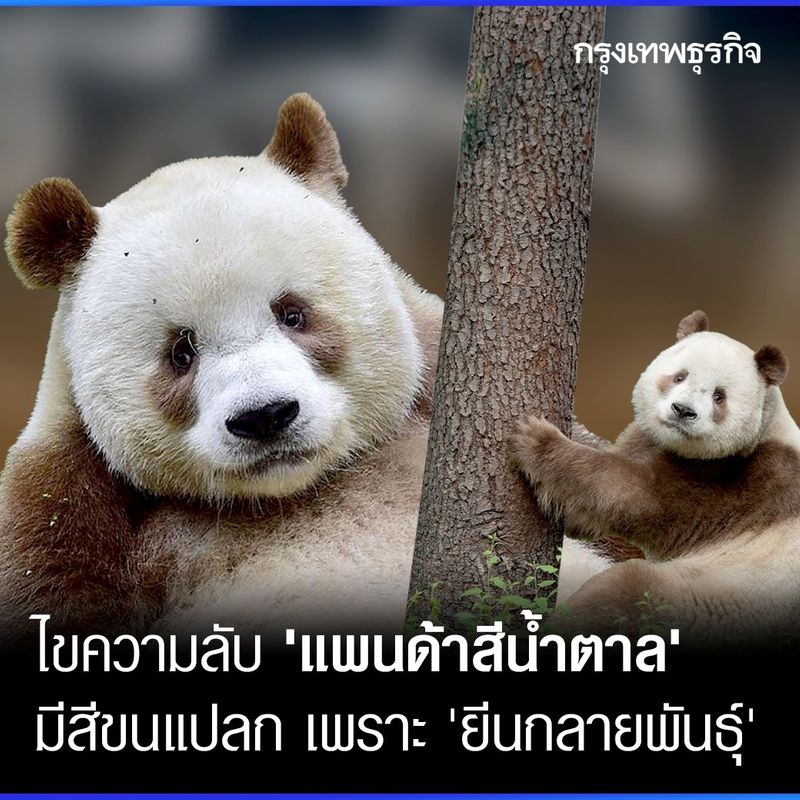 [Anusit K. Redmi 10]