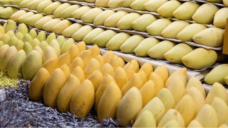 [Food Farm Hub] The Bounty of Thai Mango: A Complete Guide to the ...