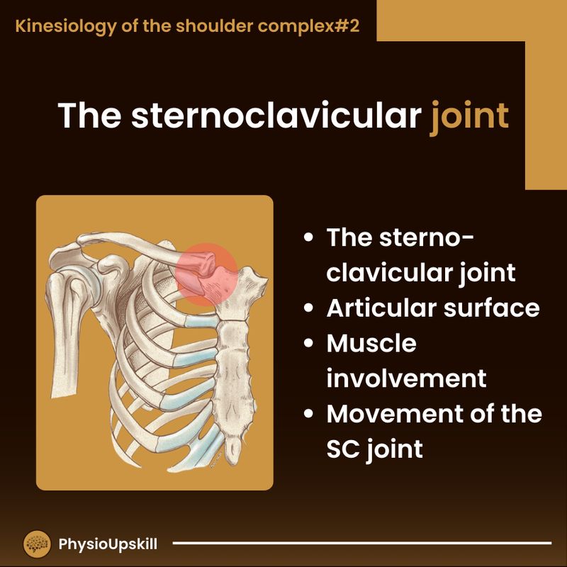 [Physioupskill] ## Episode68: Kinesiology of Shoulder complex#2 The ...