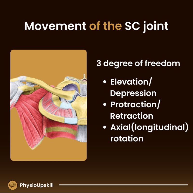 Protraction And Retraction Of Sternoclavicular Joint