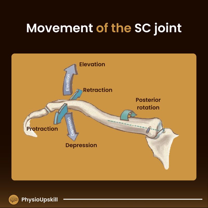 Protraction And Retraction Of Sternoclavicular Joint
