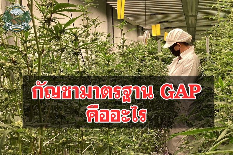 [บ้านหนองทองจันทร์ฟาร์ม] กัญชามาตรฐาน GAP คืออะไร 💚 👨‍🏫กัญชามาตรฐาน GAP ...