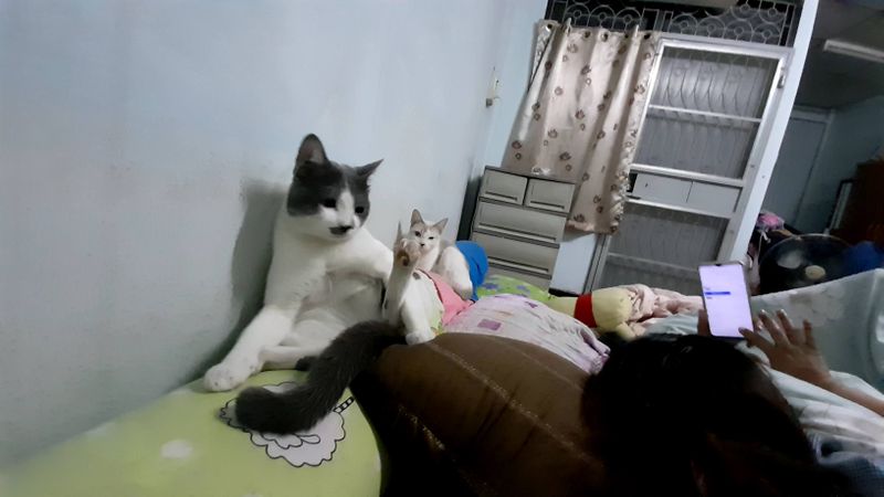 [Charifkub] Shoper Cat