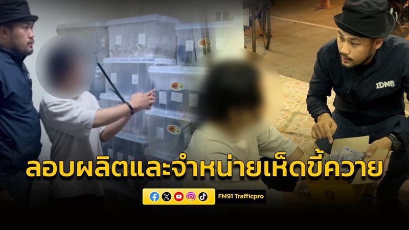 [FM91 Trafficpro] จับหนุ่ม 27 ปี ลักลอบผลิตและขายเห็ดขี้ควาย ผ่านช่องทางออนไลน์ สืบนครบาล จับกุม ...