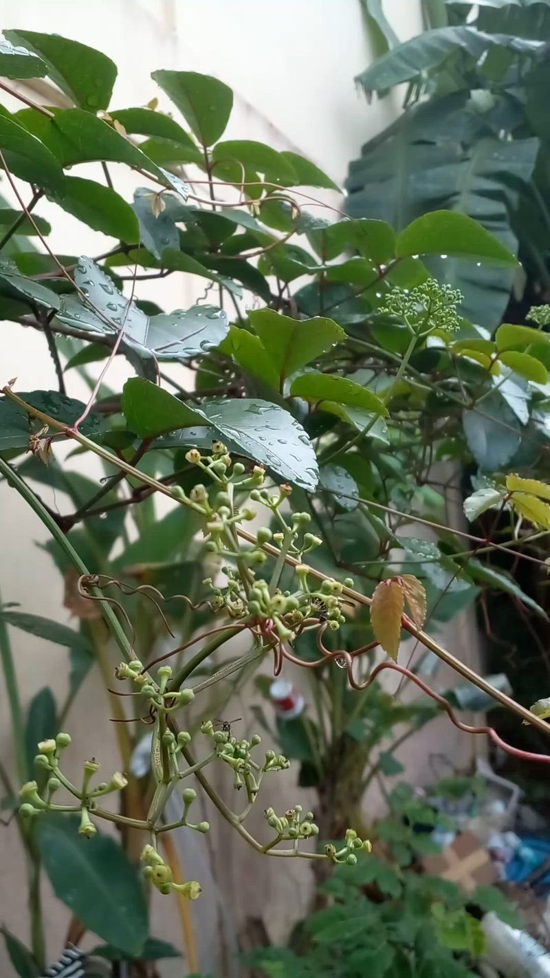 [Nature Sustainable Yield] แตนเบียนช่วยผสมเกษร แตนเบียน Snellenius sp ...