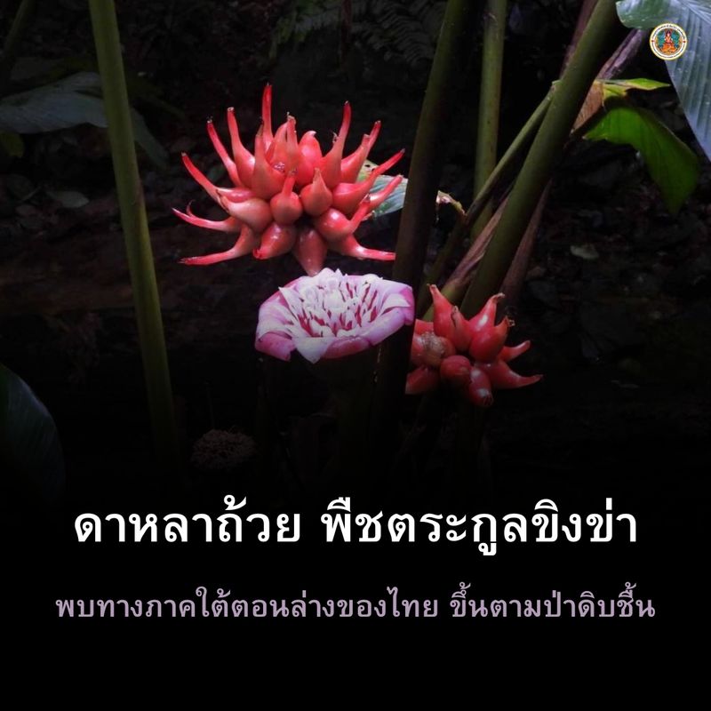 [เฮียทุย สายหื่น]