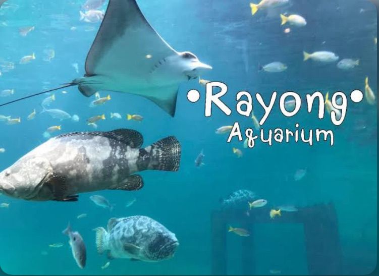 [Amittada Dingram] Rayong Aquarium ( ระยองอควาเรียม) สถานที่แสดงพันธุ์สัตว์น้ำ ! 🐠🐋🐢 จุดเช็คอิน ...