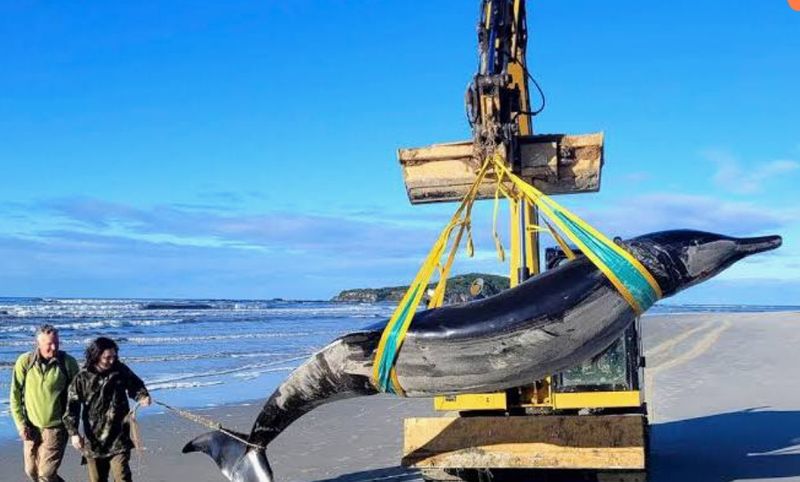 [safetybuddybb84] วาฬหายาก ในยุคโลกเดือด นักวิทยาศาสตร์พบวาฬที่หายากที่สุดในโลก — วาฬซี่ฟันเสียม ...