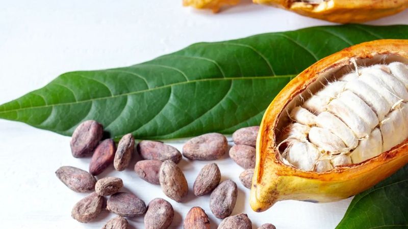 [สาระสุขภาพ] cocoa(โกโก้)ที่หลายๆคนชอบ🫒🧋 รู้หรือไม่ว่ามีประโยชน์ต่อ ...