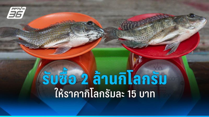 [PPTV Wealth] CPF ประกาศรับซื้อ “ปลาหมอคางดำ” 2 ล้านกก. ให้ราคากิโลกรัมละ 15 บาท CPF ร่วมกับ 3 ...