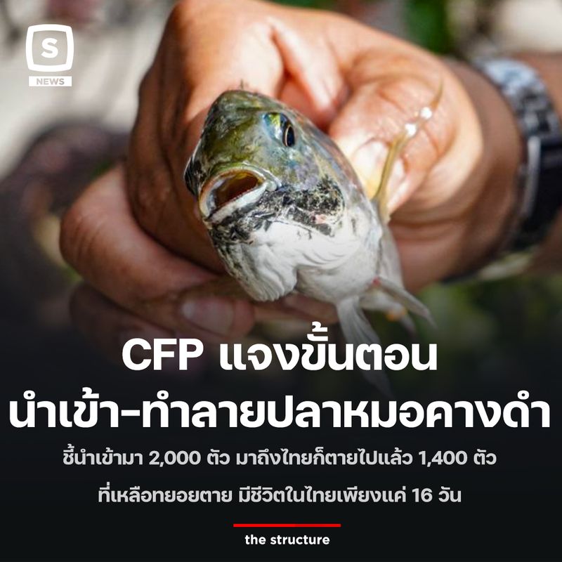 [The Structure] CFP แจงขั้นตอน นำเข้า-ทำลายปลาหมอคางดำ ชี้นำเข้ามา 2,000 ตัว มาถึงไทยก็ตายไปแล้ว ...
