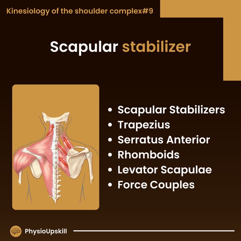 [Physioupskill] Episode75: Kinesiology of Shoulder complex#9 Scapular ...