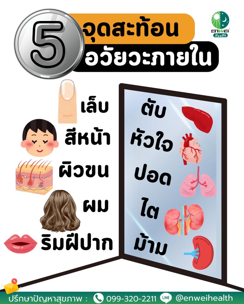 [ENWEI HEALTH] 5 จุดสะท้อนอวัยวะภายใน เล็บสะท้อนตับ ตับเป็นอวัยวะเก็บ ...