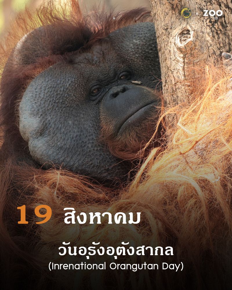 [ZOO 101] 19 สิงหาคม วันอุรังอุตังสากล INTERNATIONAL ORANGUTAN DAY ...