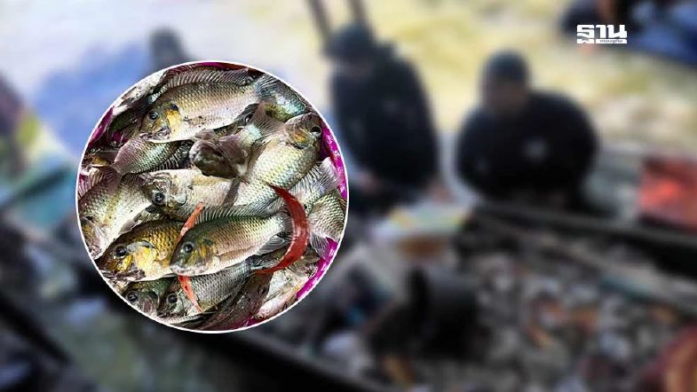 [Techin Payab] แนะวิธีกำจัด “ปลาหมอคางดำ” จับกินเป็นอาหาร ชี้ย่อยง่าย ...