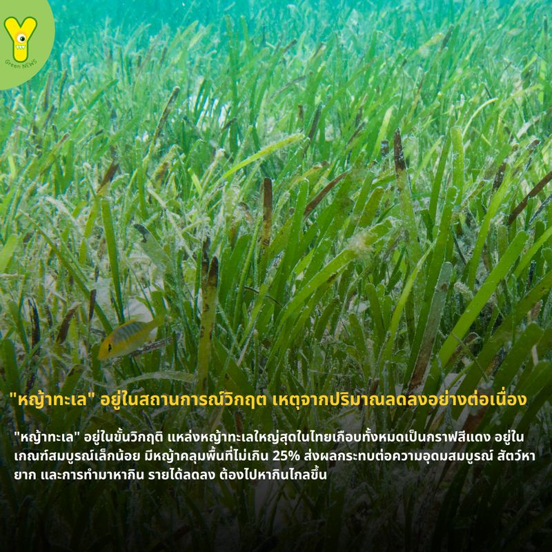 Yolo Green News หญ้าทะเล อยู่ในสถานการณ์วิกฤต เหตุจากปริมาณลดลง