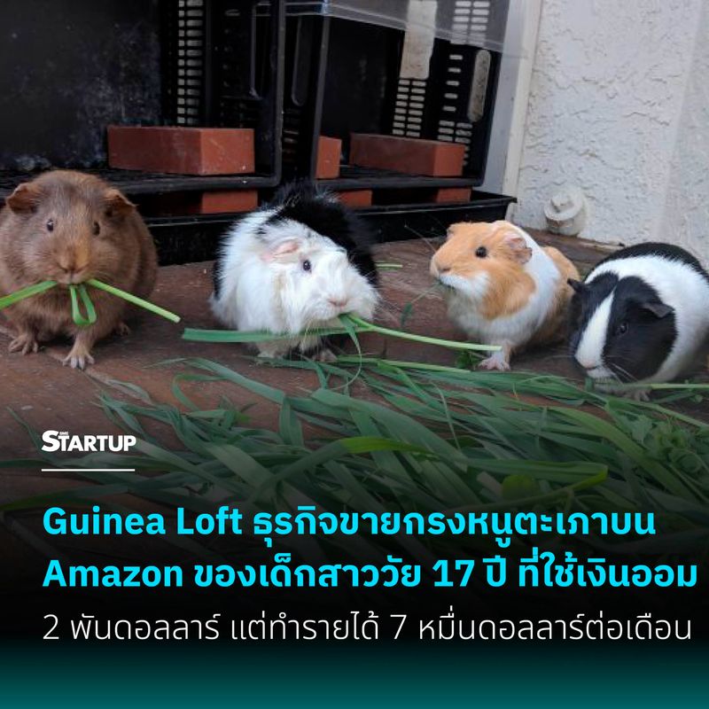 [SME Startup] Guinea Loft ธุรกิจขายกรงหนูตะเภาบน Amazon ของเด็กสาววัย ...