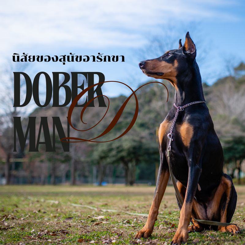 [Linda8] ลักษณะนิสัยของสุนัขอารักขาสุดเท่อย่างโดเบอร์แมน (Doberman ...