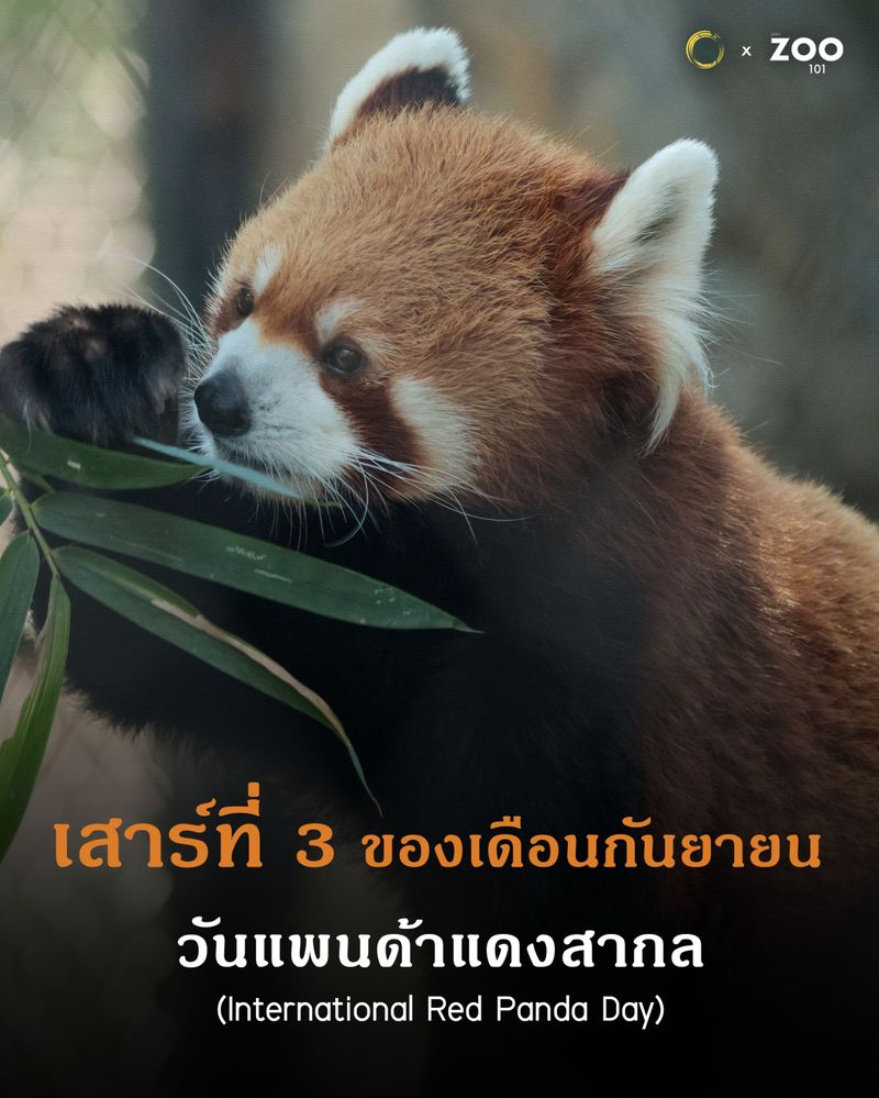 [ZOO 101] เสาร์ที่ 3 ของเดือนกันยายน วันแพนด้าแดงสากล INTERNATIONAL RED ...