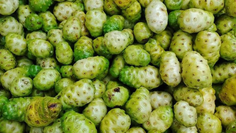 [Pakdee Donphaidaeng] ต้นยอ: พืชที่ใช้ได้ทั้งราก ใบ และผล ต้นยอเป็นพืชที่สามารถใช้ประโยชน์ได้ ...